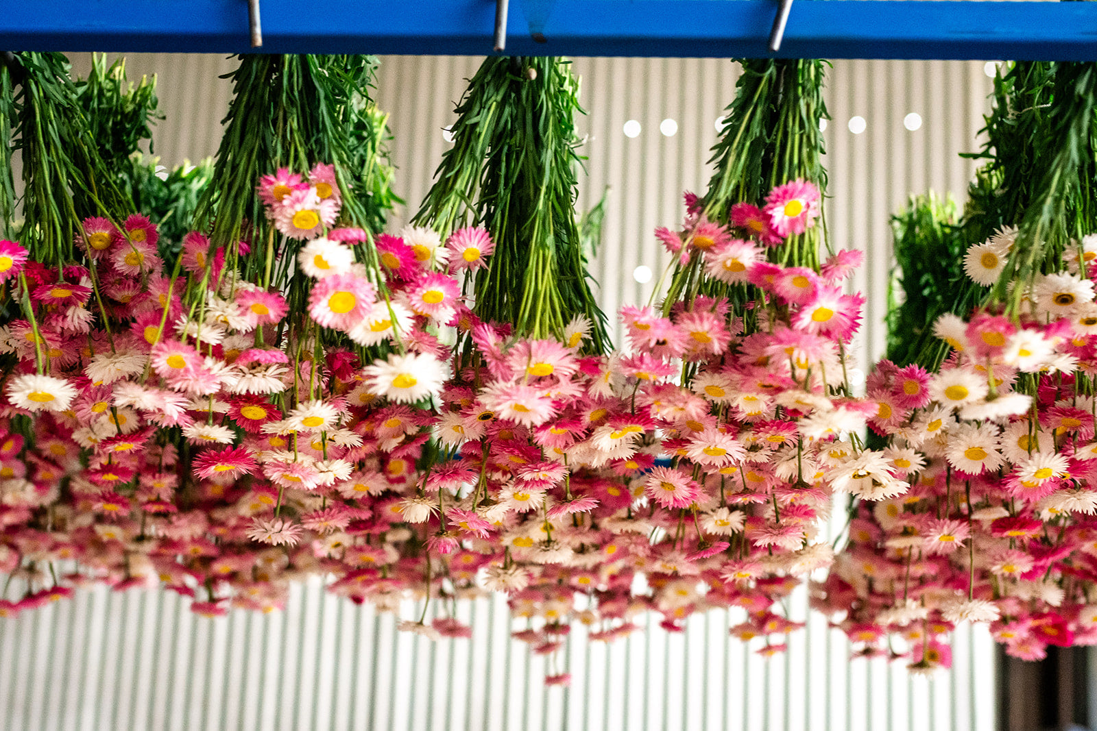 How to Dry Paper Daisies Naturally | Petal and Bow Flowers – Petal ...